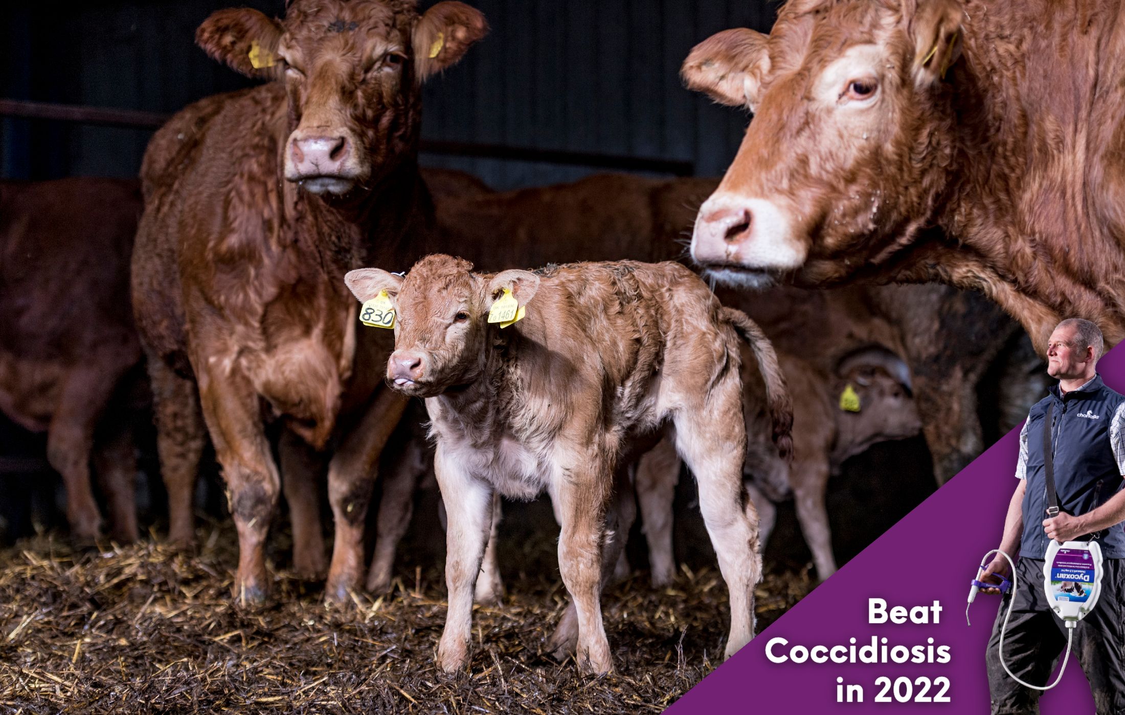 Beating Cocci - What is the Biggest Weapon Against Coccidiosis ...