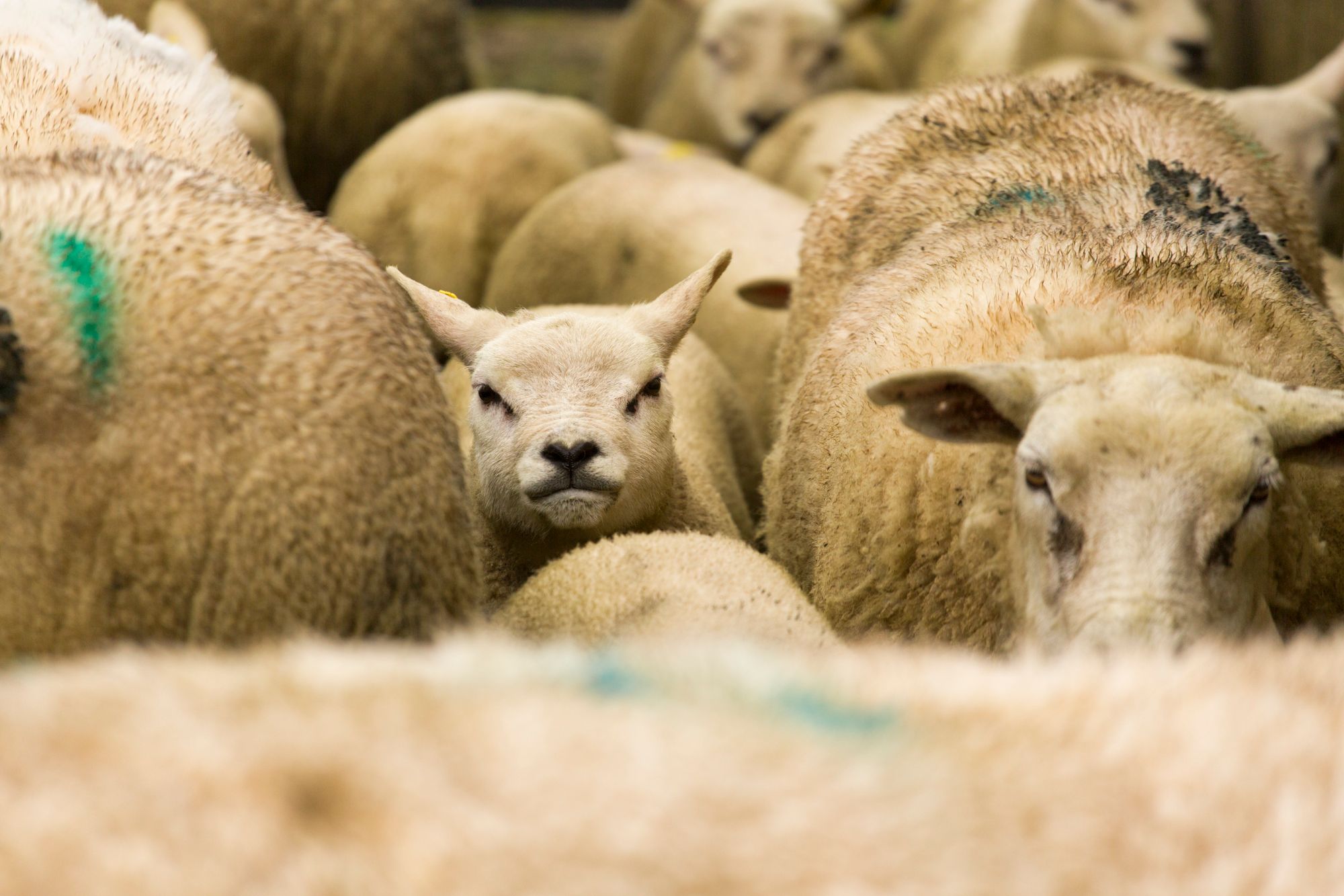 Gut worms in lambs – what to look out for | Weekly View | Farm Health First