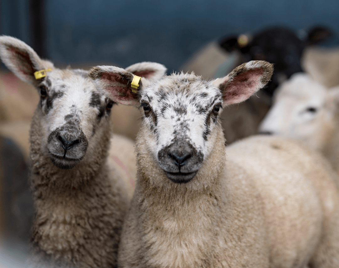 Gut worms in lambs – Diagnosis and treatment of parasitic ...