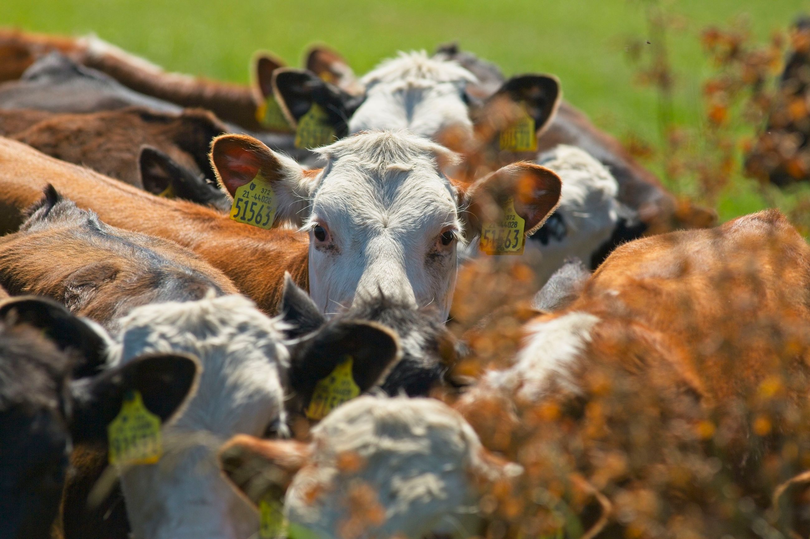 Gut worms in beef youngstock – which worms are a problem and how to ...