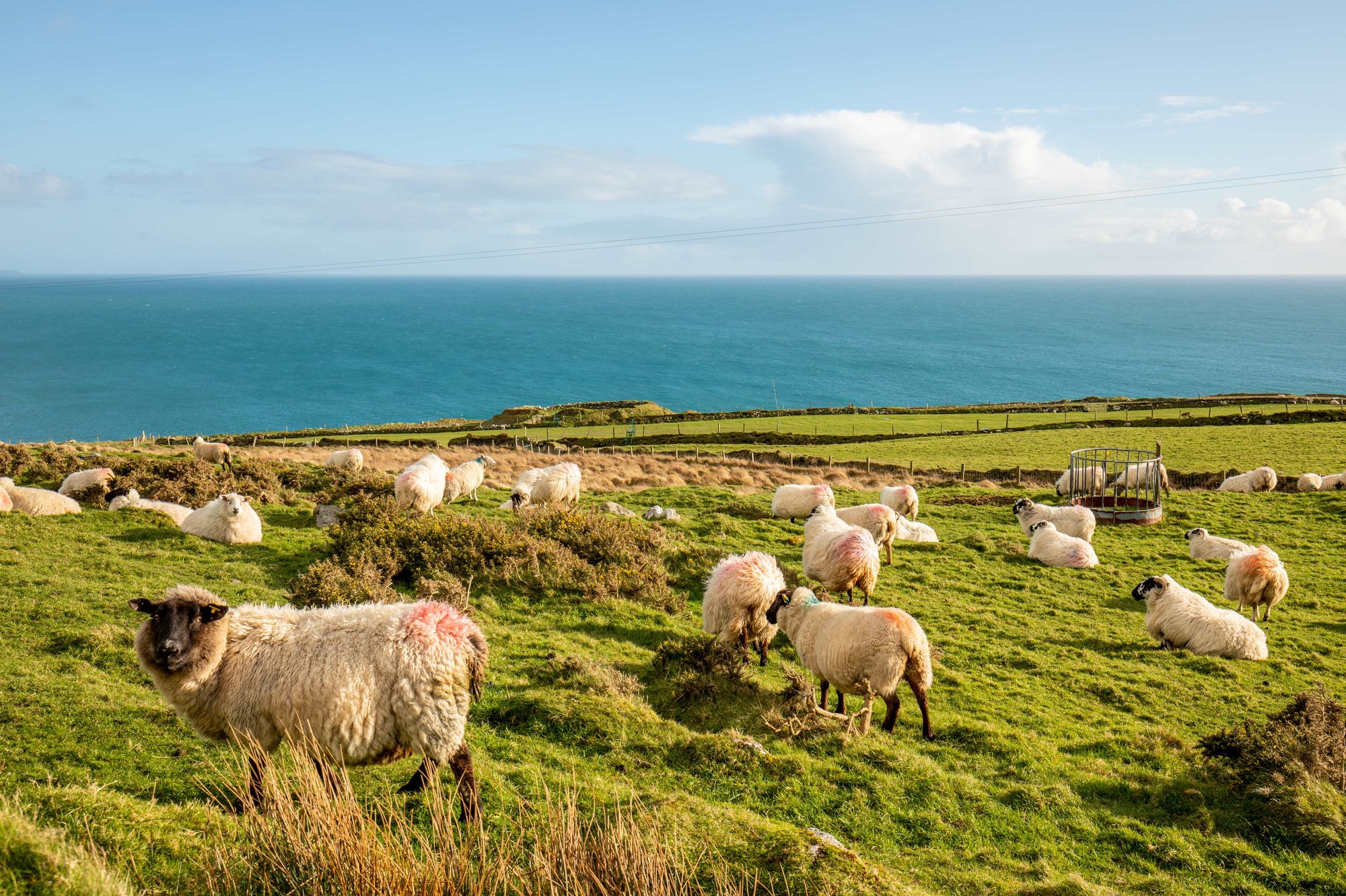 Is your wormer working? Resistance in gut worms in sheep | Weekly View ...