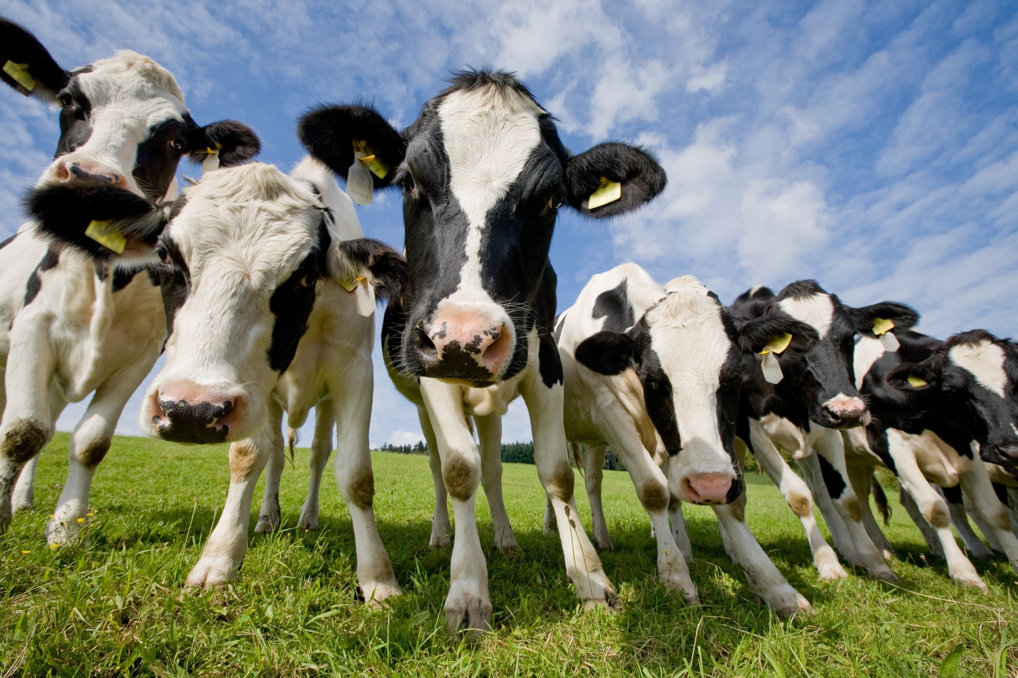 Gut worms in adult dairy cows | Weekly View | Farm Health First