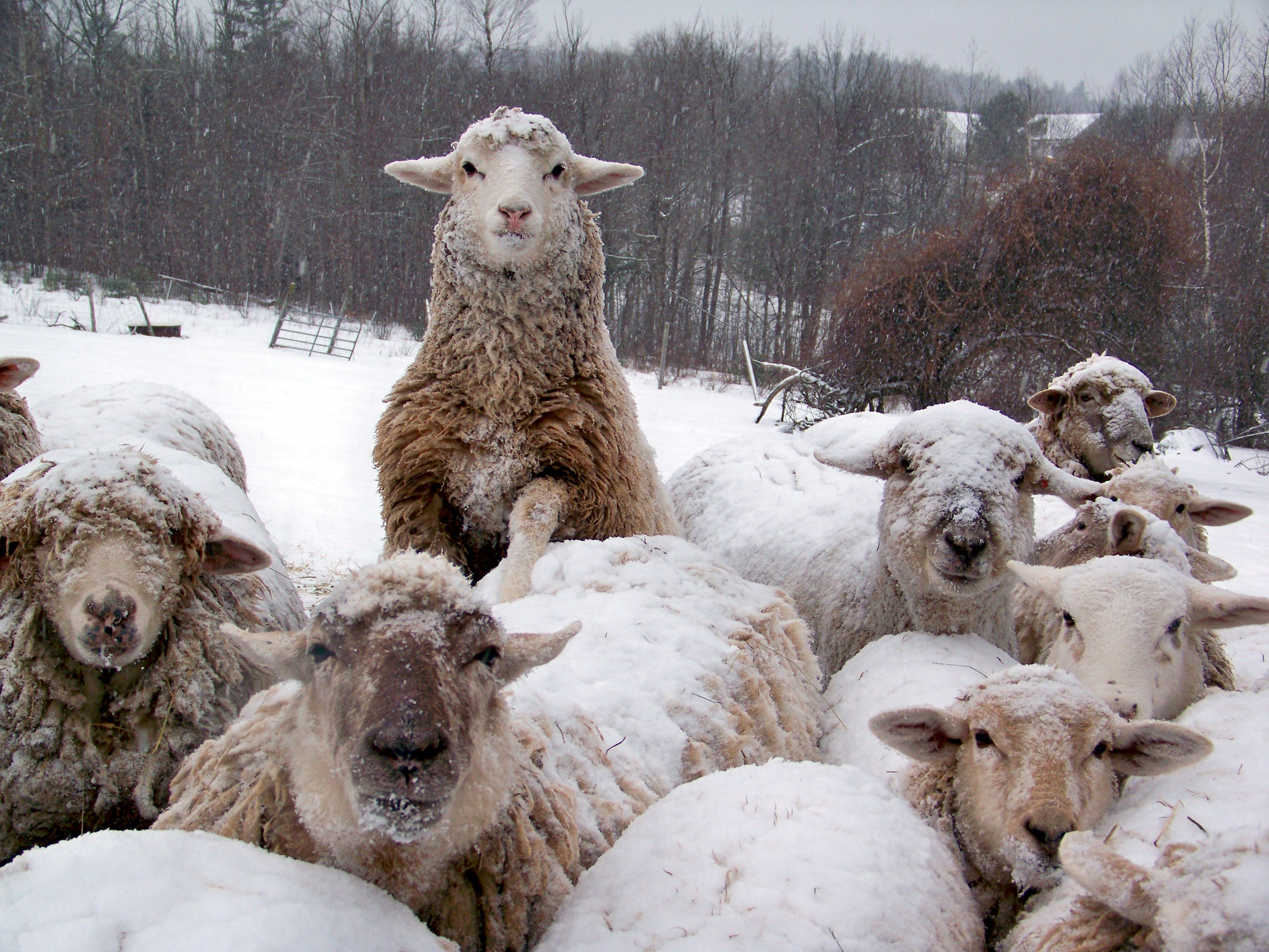 Focus on winter worms in sheep | Weekly View | Farm Health First