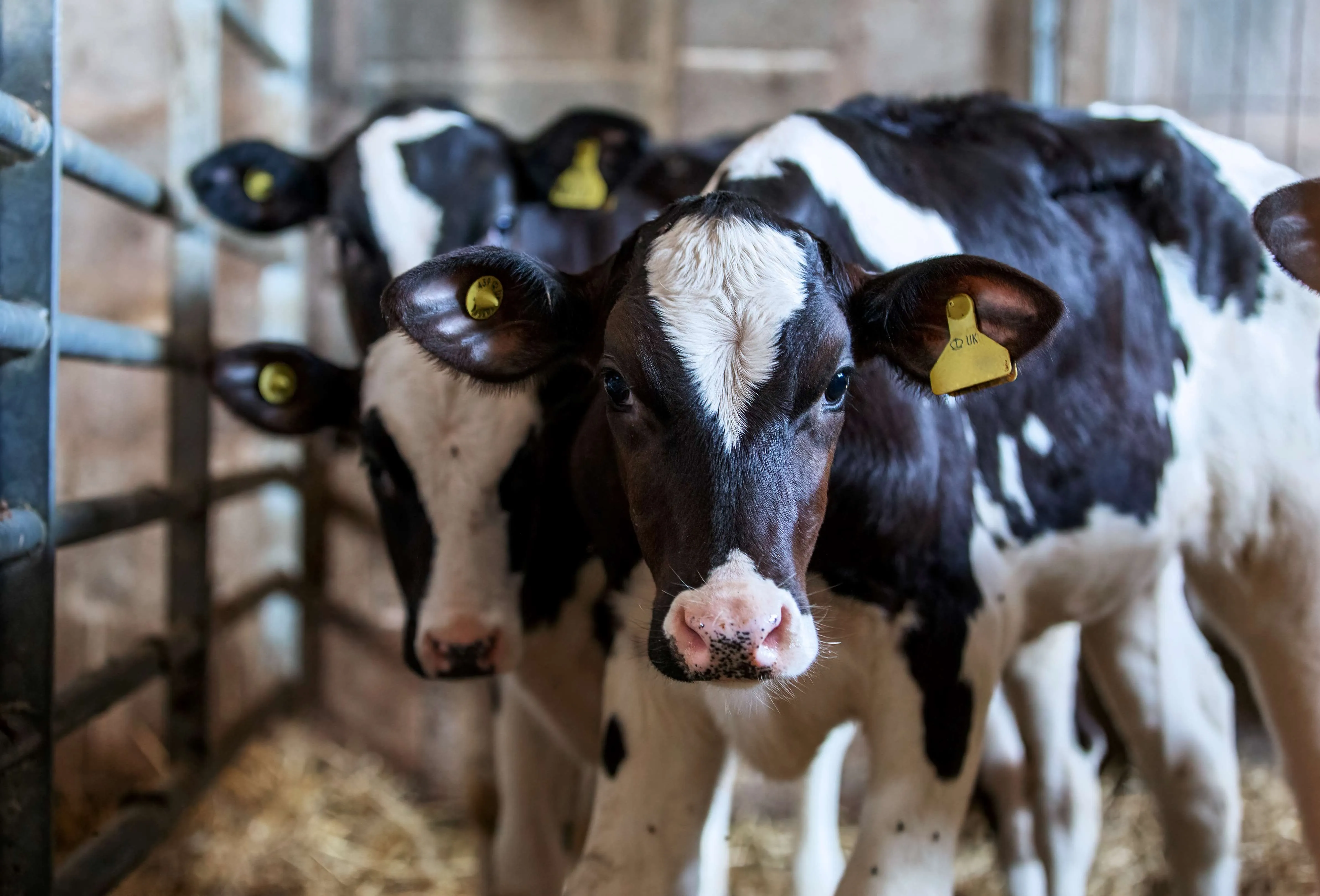 Coccidiosis in calves – what it is and how to spot it | Weekly View ...