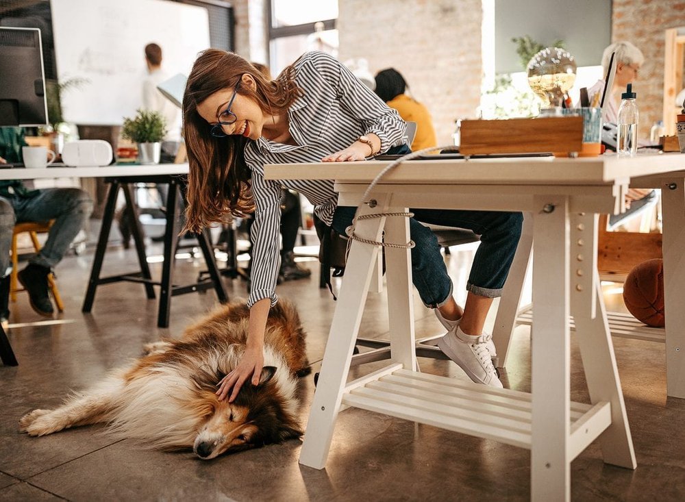 Workplace Trends: Designing for Pets in the Workplace