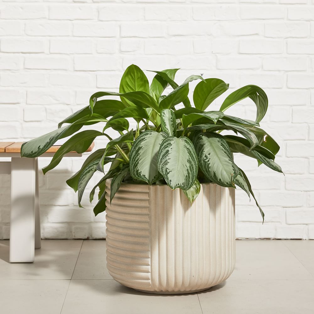 West Elm Cecilia Planter