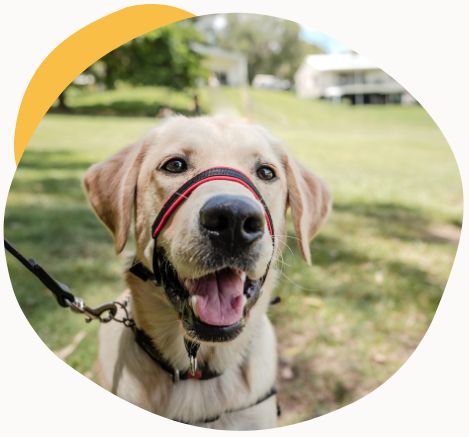 About Us | Pet Food for Health-Conscious Pet Owners | Big Dog Pet Foods