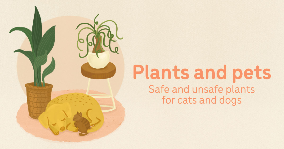 Plants and pets - safe and unsafe plants for cats and dogs - Guides ...
