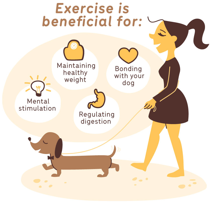 Can A Dog Have Too Much Exercise