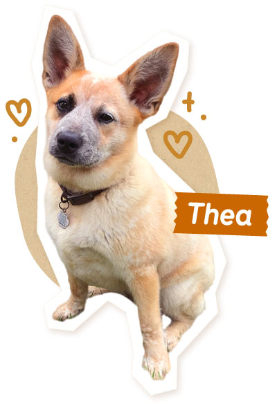 Raw-Feeding & Behaviour: How Your Dog's Diet Affects Their Mood ...