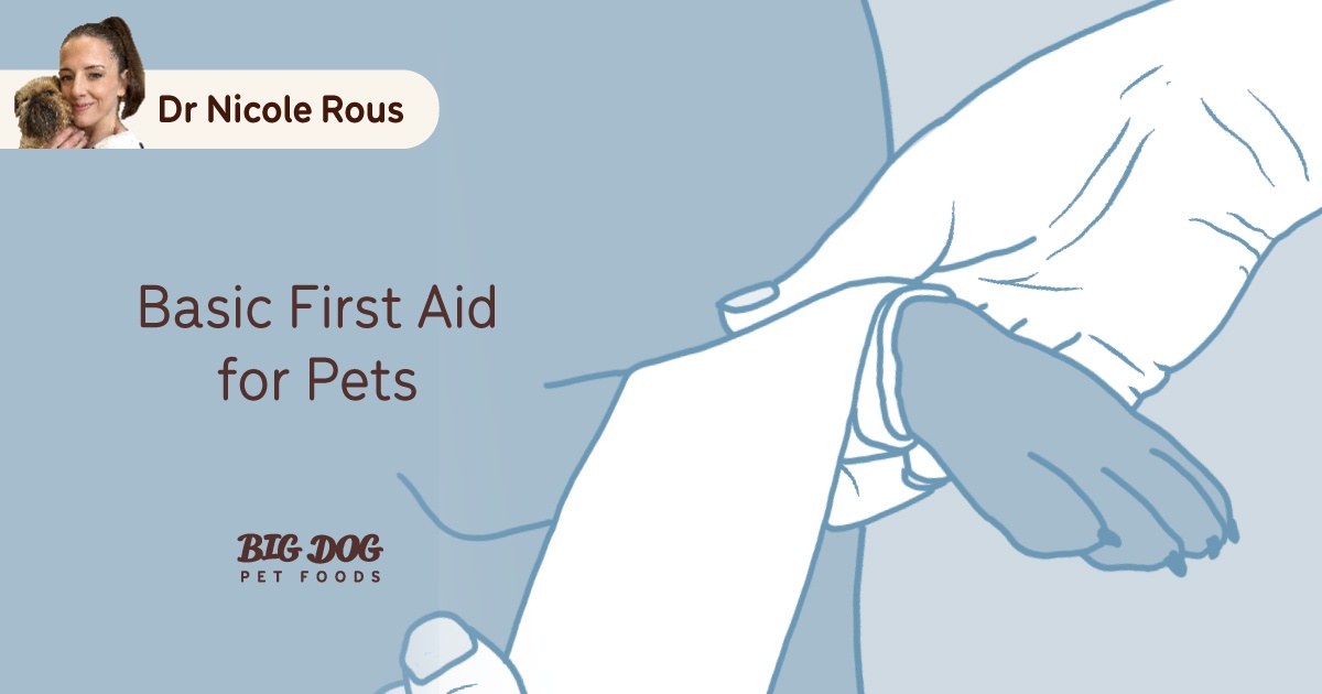 Basic First Aid for Pets - The Ultimate Guide - Guides | Big Dog Pet Foods