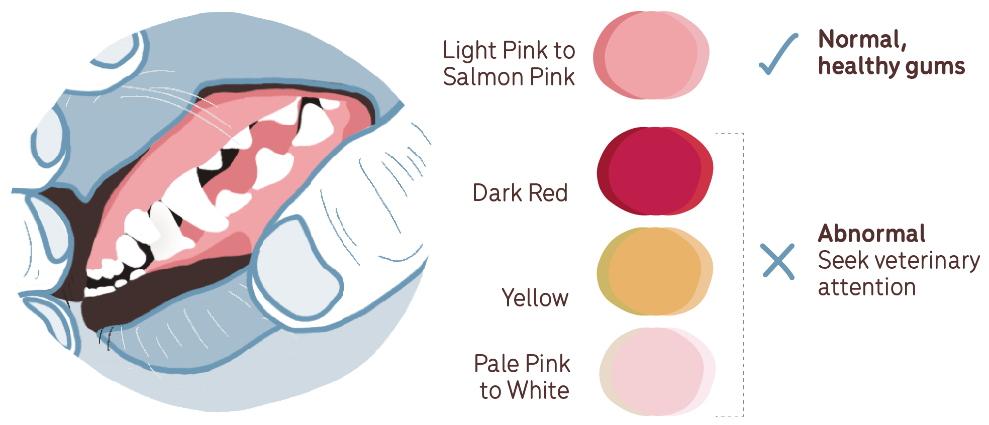 Basic First Aid for Pets - The Ultimate Guide - Guides | Big Dog Pet Foods