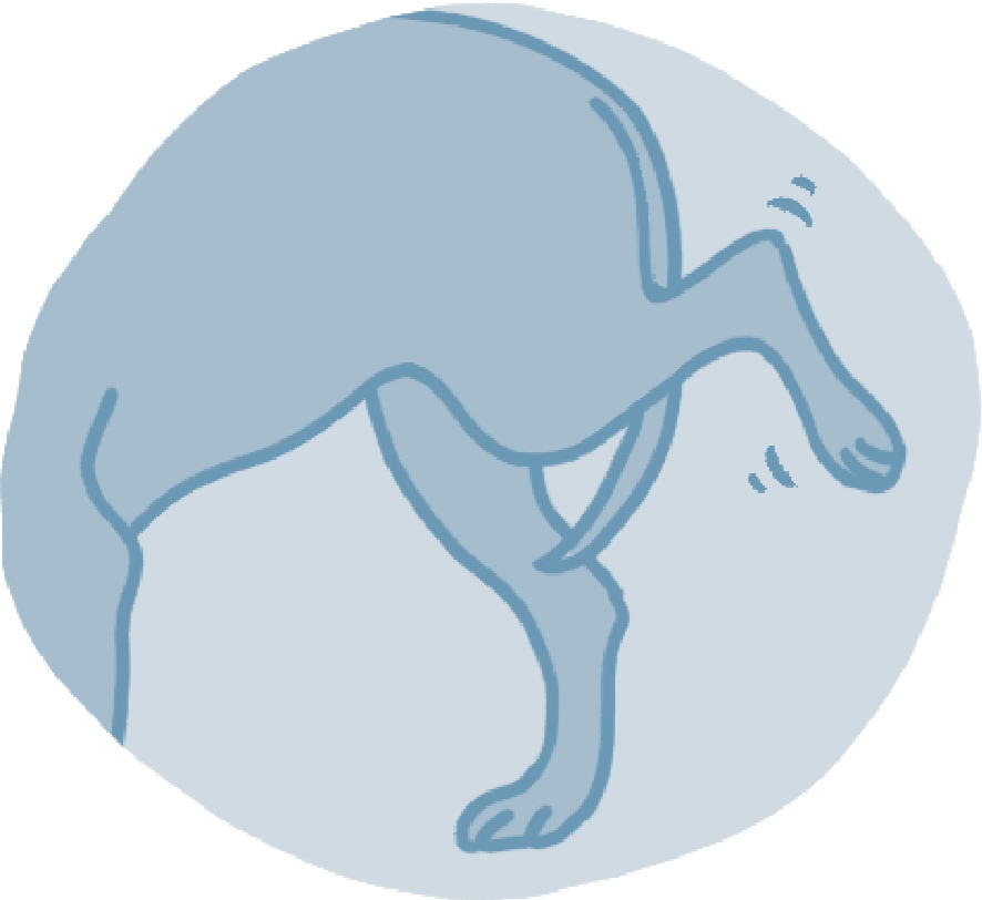 Basic First Aid for Pets - The Ultimate Guide - Guides | Big Dog Pet Foods