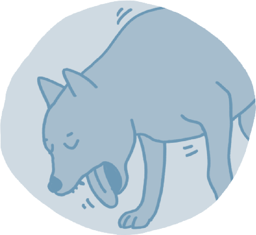 Basic First Aid for Pets - The Ultimate Guide - Guides | Big Dog Pet Foods