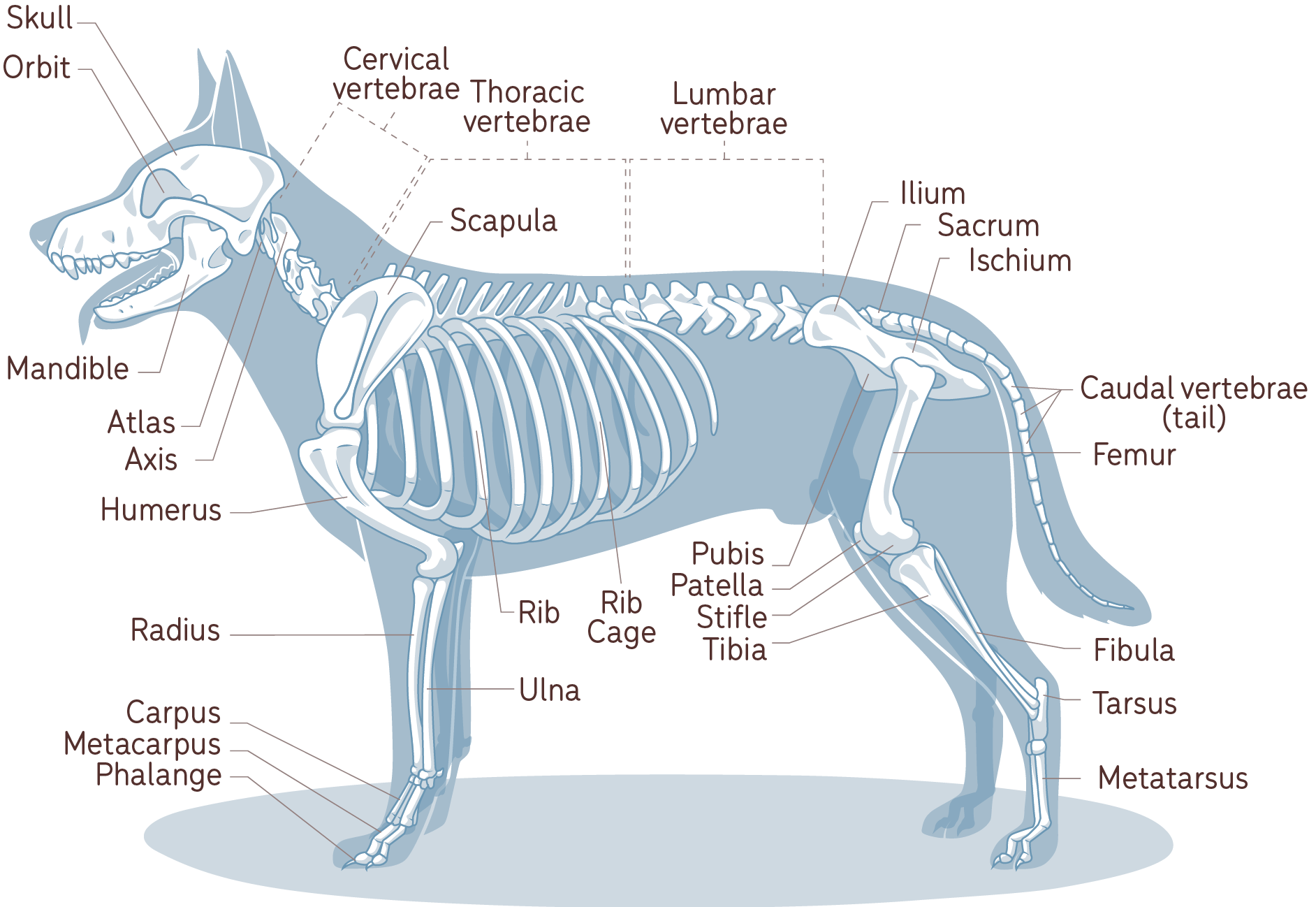 Basic First Aid for Pets - The Ultimate Guide - Guides | Big Dog Pet Foods