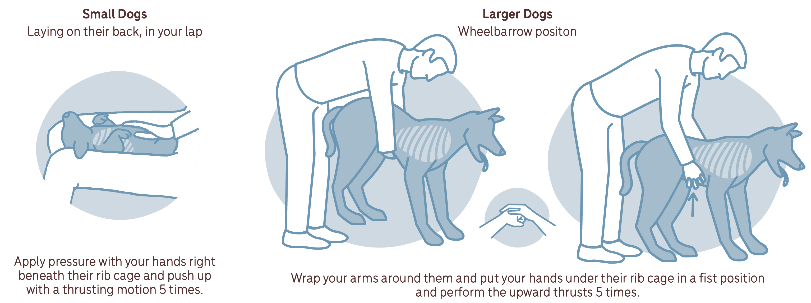 Basic First Aid for Pets - The Ultimate Guide - Guides | Big Dog Pet Foods