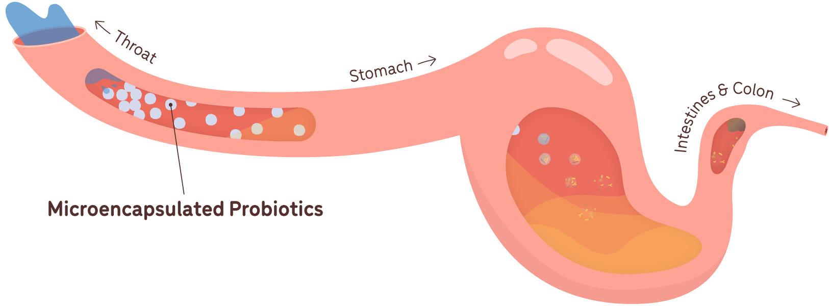 Microencapsulation: A Game Changer for Probiotics in Dog Health ...