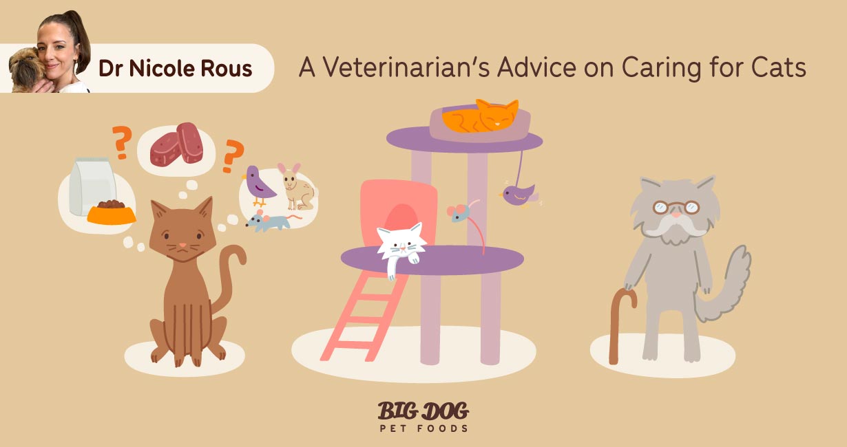 A Veterinarian’s Advice on Caring for Cats - Guides | Big Dog Pet Foods