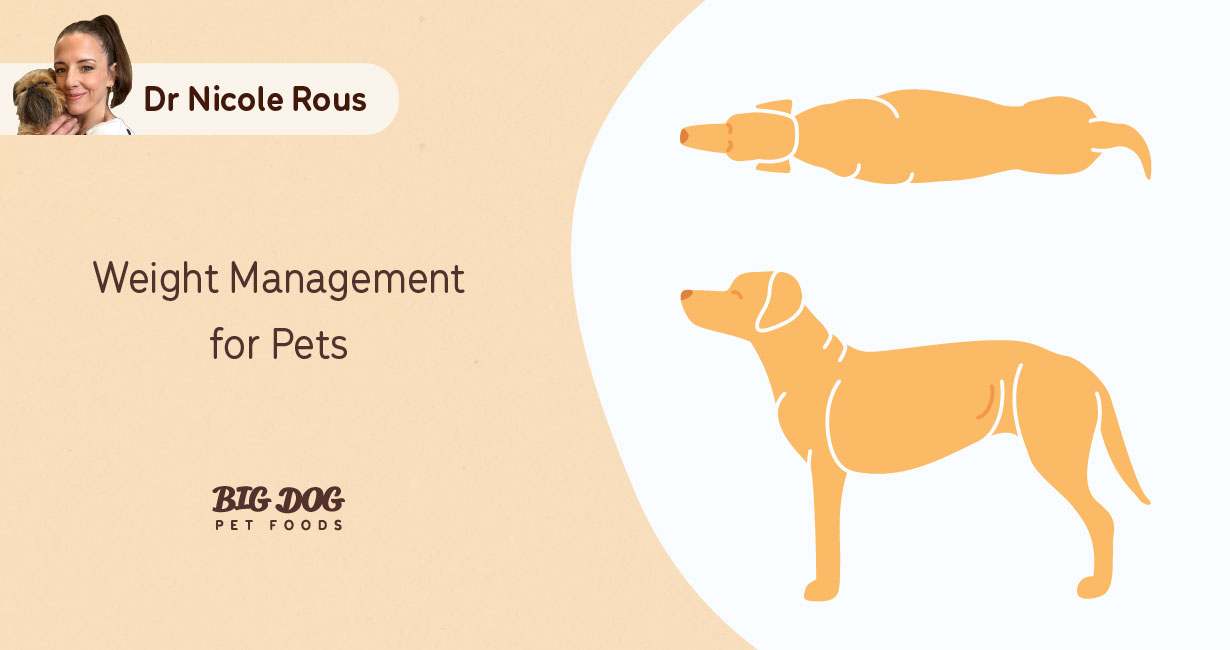 Weight Management for Pets - Guides | Big Dog Pet Foods