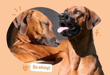 Big Dog Pet Foods | Raw Pet Food for Dogs & Cats | Australian Made