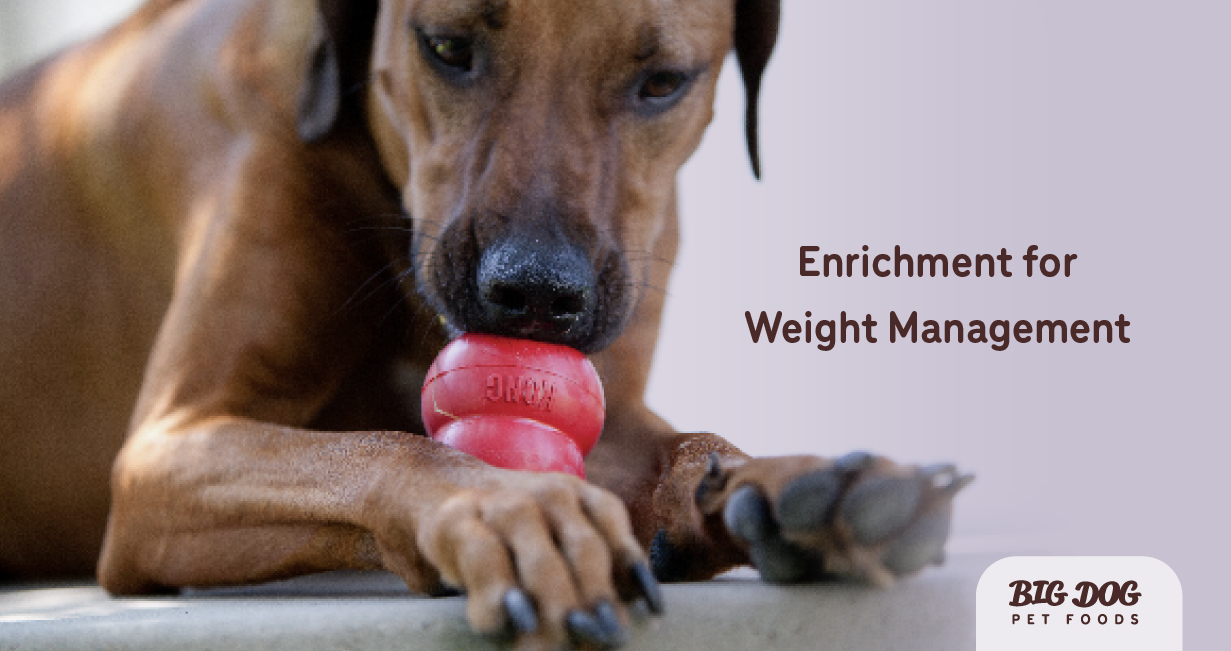 Enrichment for Weight Management - Guides | Big Dog Pet Foods
