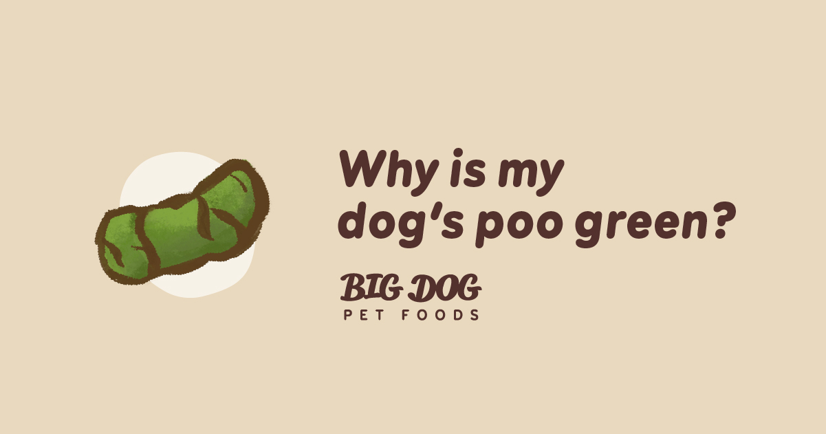 Why is my dogs poo green? - Guides | Big Dog Pet Foods