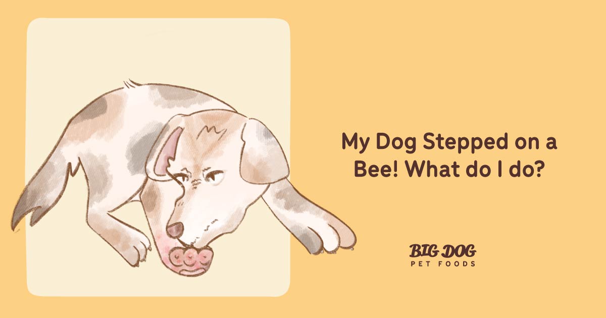 My Dog Stepped on a Bee! What do I do? - Guides | Big Dog Pet Foods