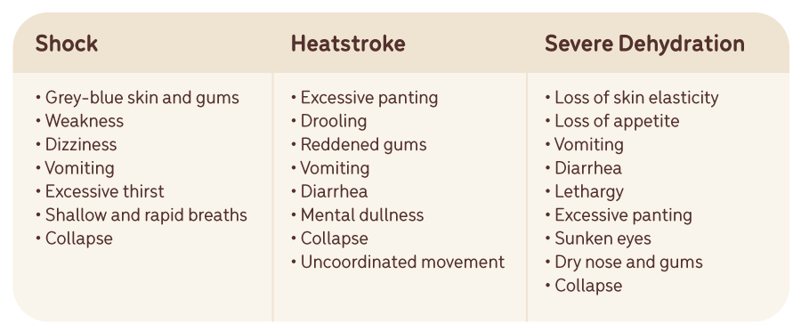 Dehydration in pets - Guides | Big Dog Pet Foods