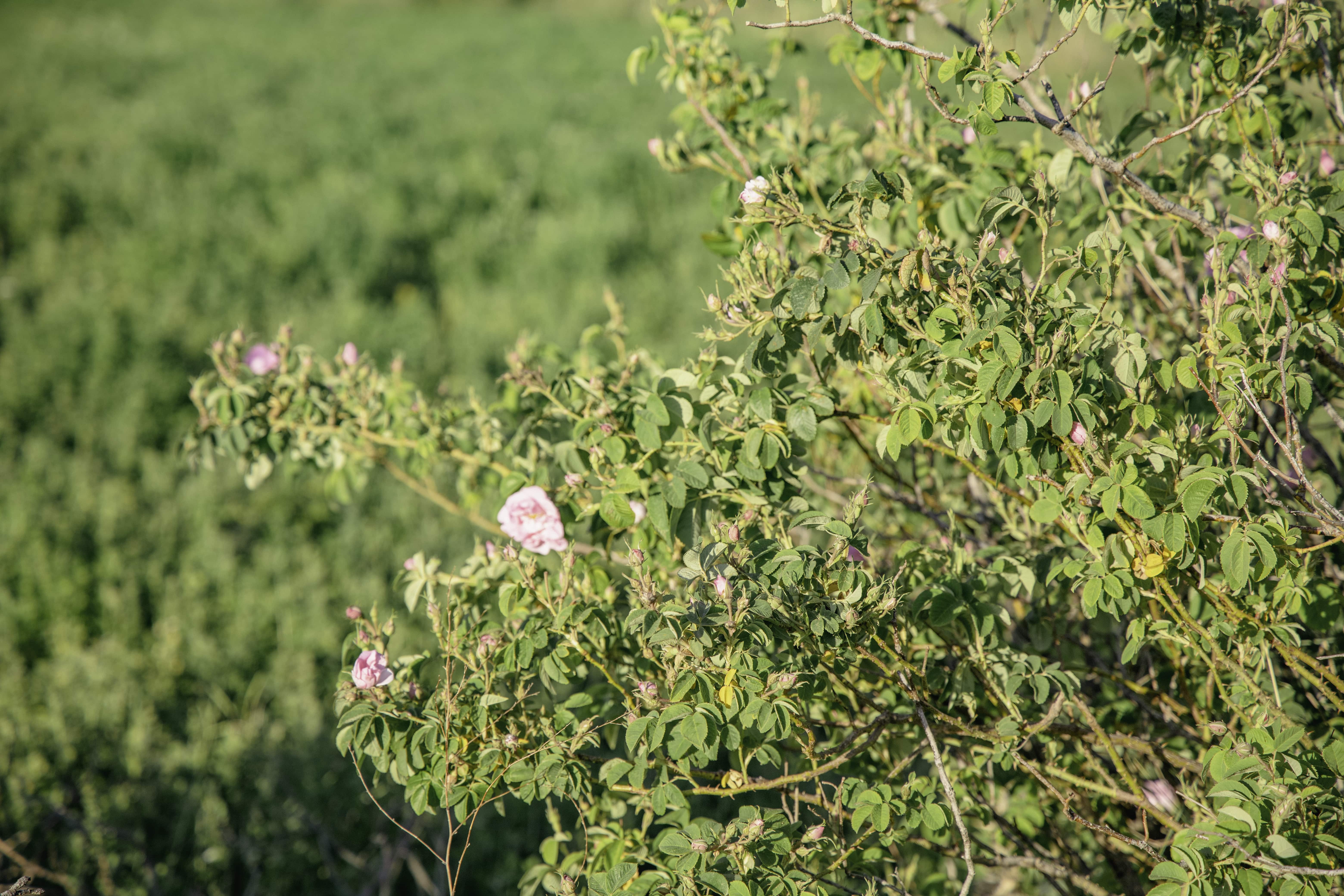 Best Travel Morocco - Roses Valley - Visit Morocco