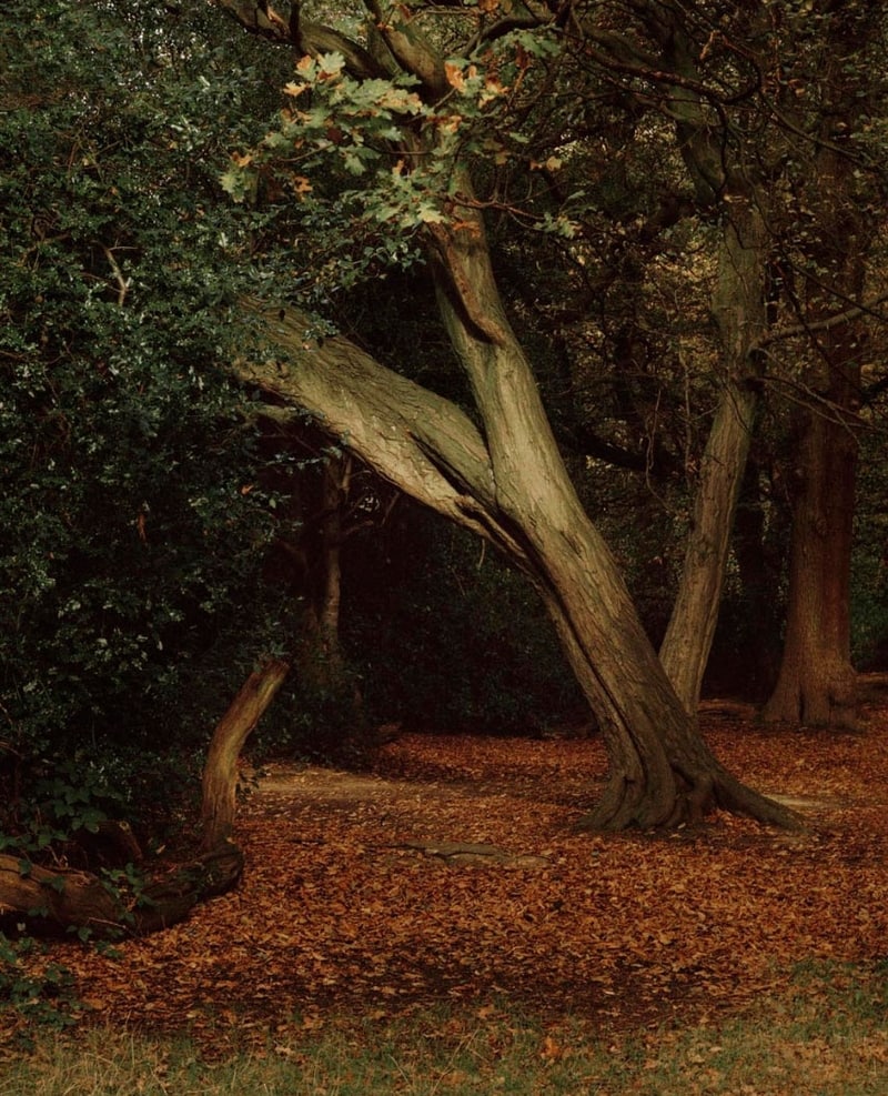 Selected works by Eva Vermandel