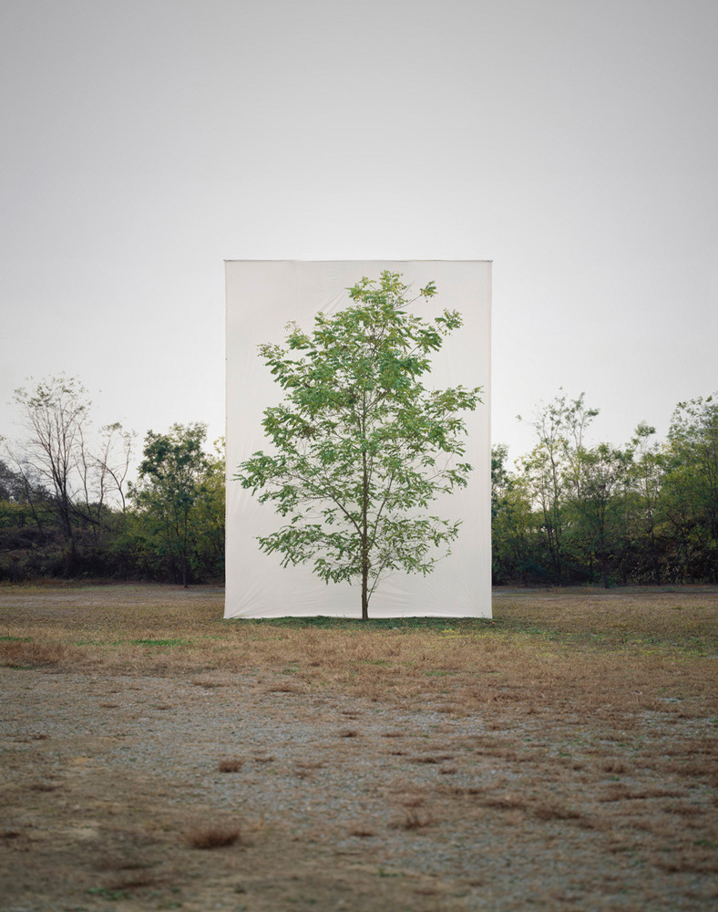 Tree by Myoung Ho Lee