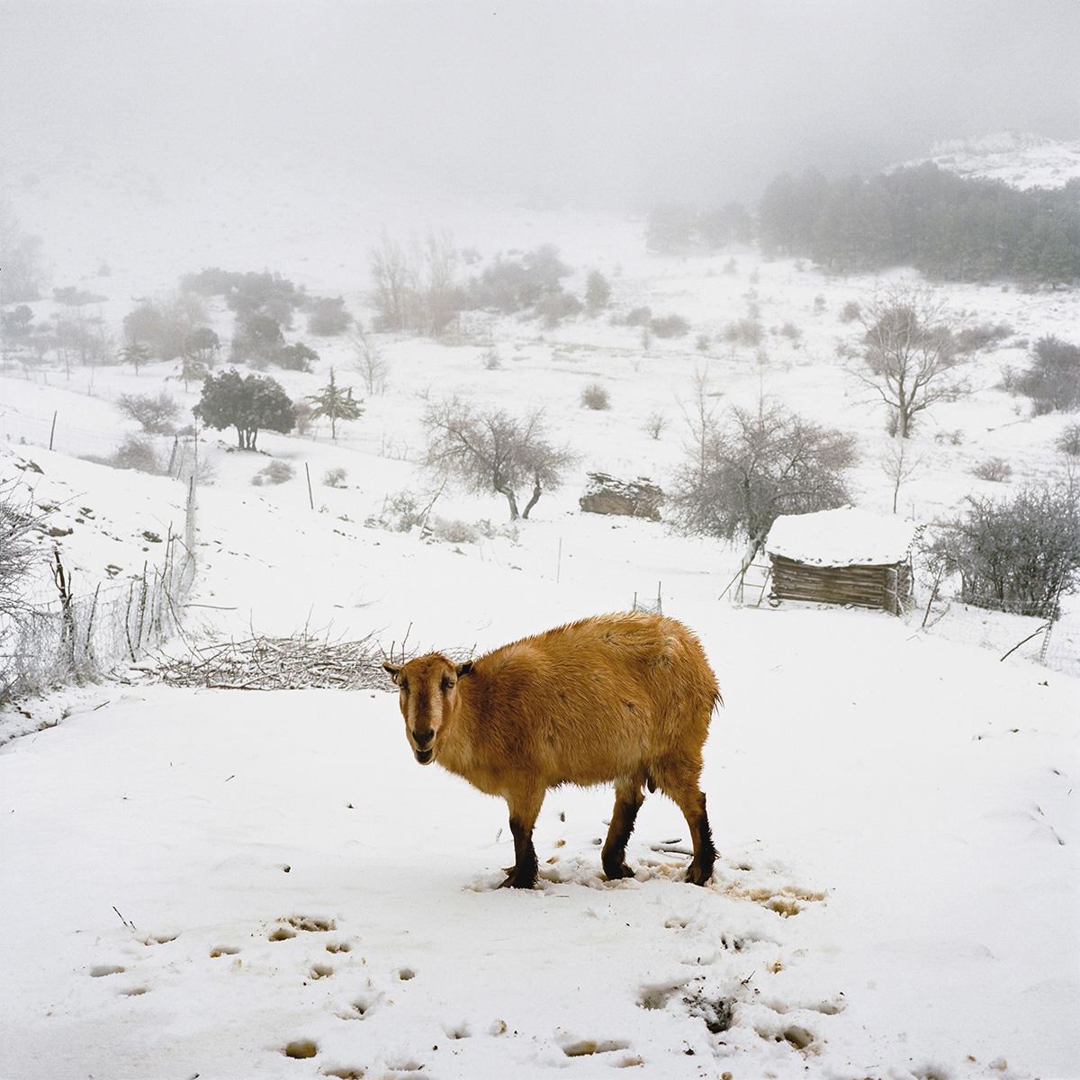 Scrublands by Antoine Bruy