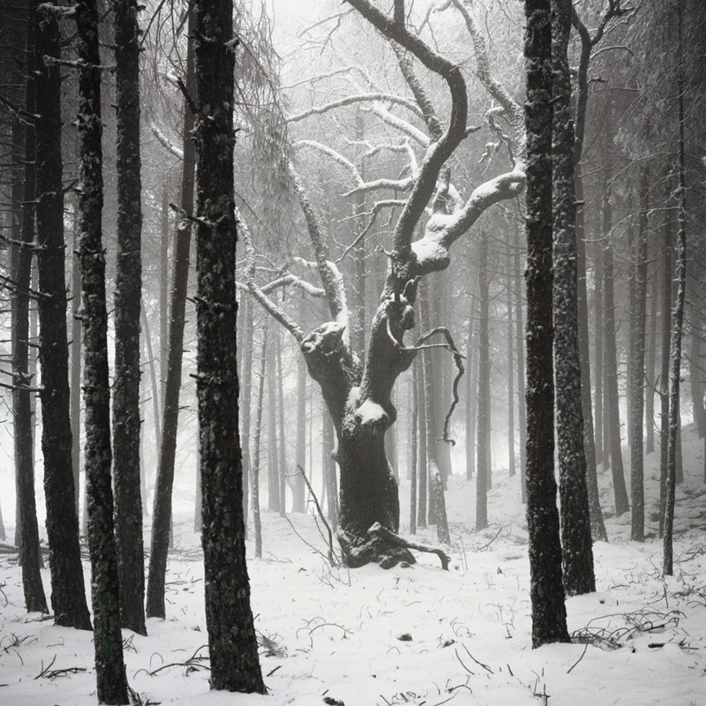 Scrublands by Antoine Bruy