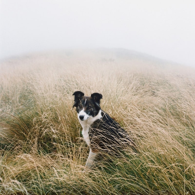 Scrublands by Antoine Bruy