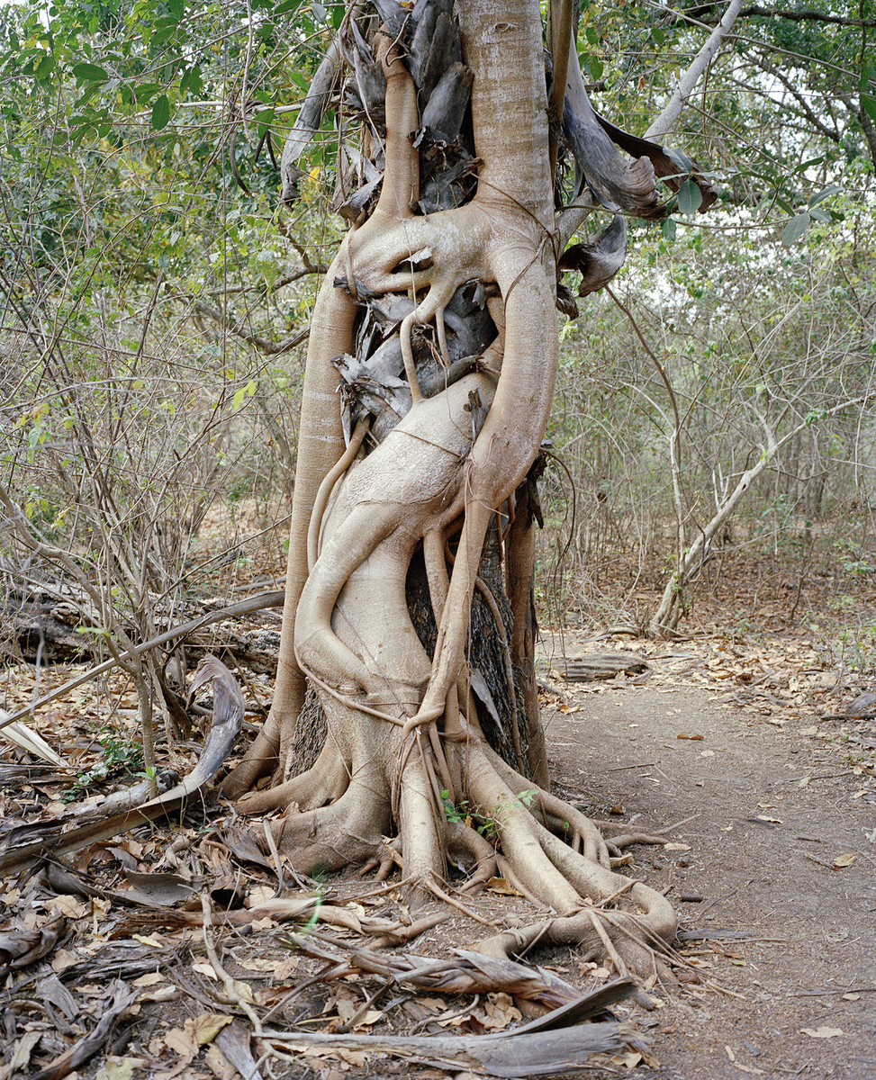 164° on the Equator by Charles Negre & Thomas Rousset