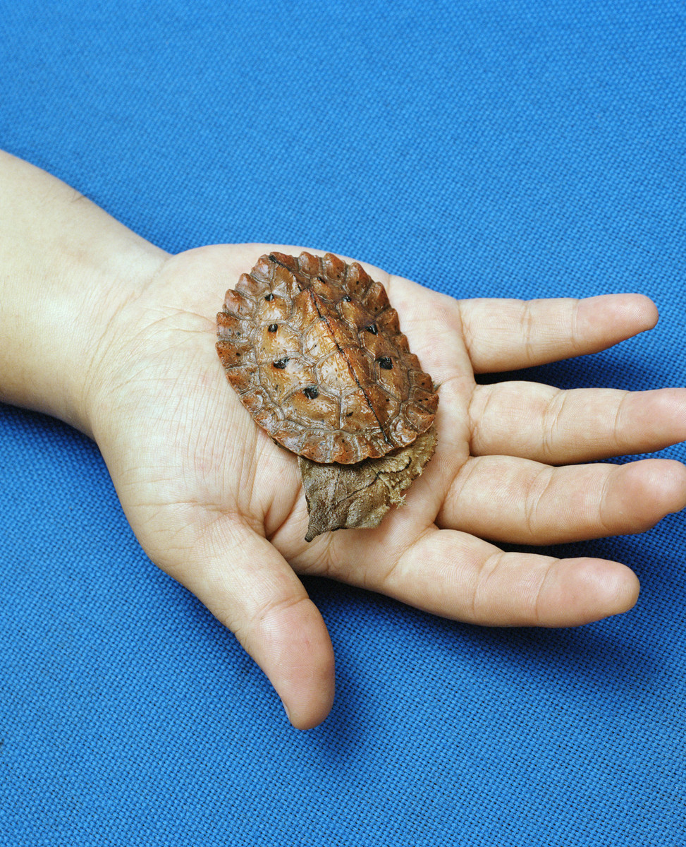 164° on the Equator by Charles Negre & Thomas Rousset