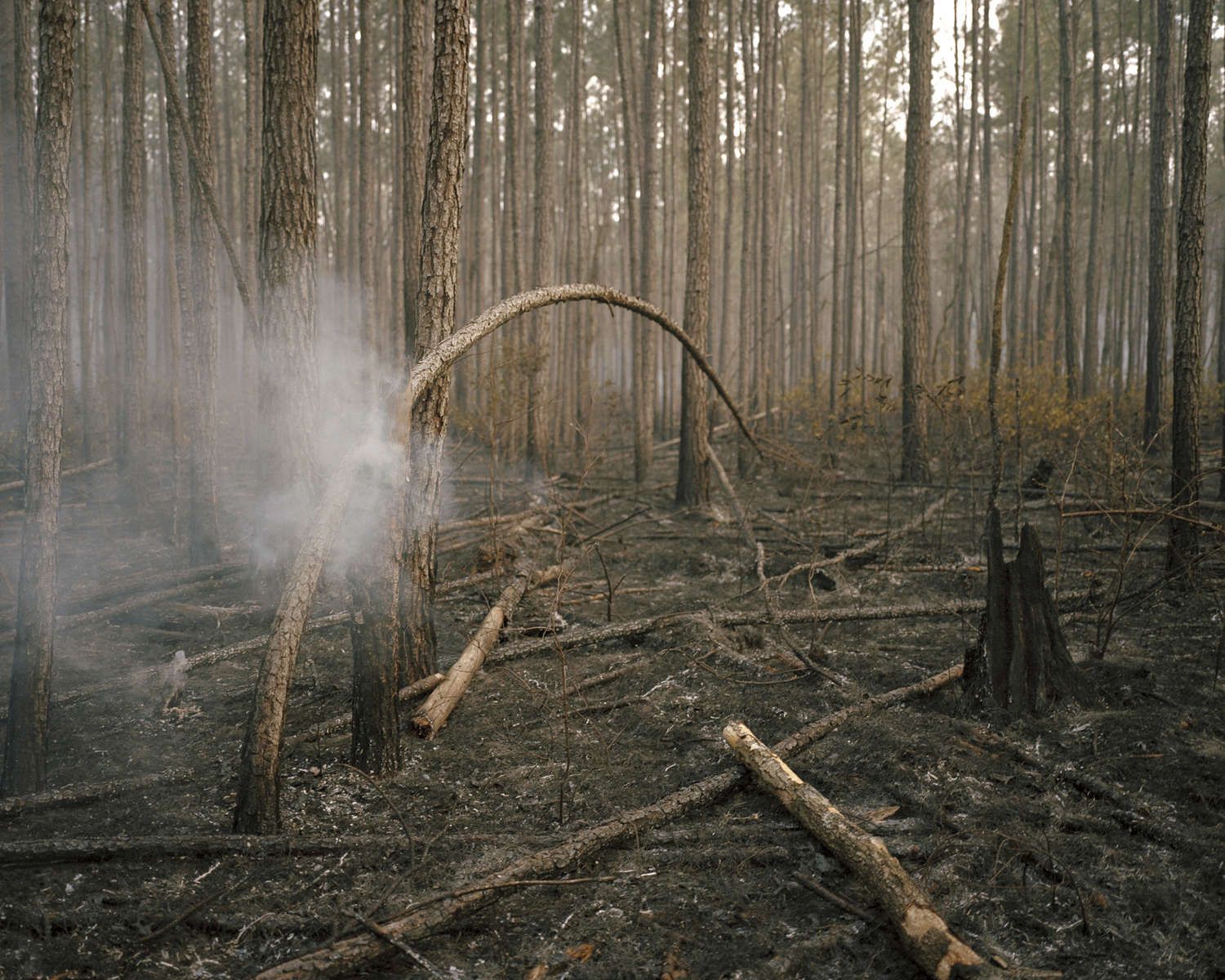 Sylvania by Anna Beeke