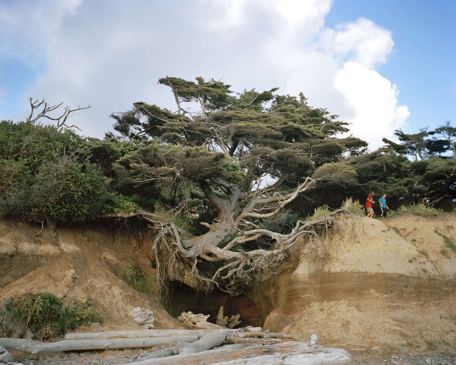 Sylvania by Anna Beeke