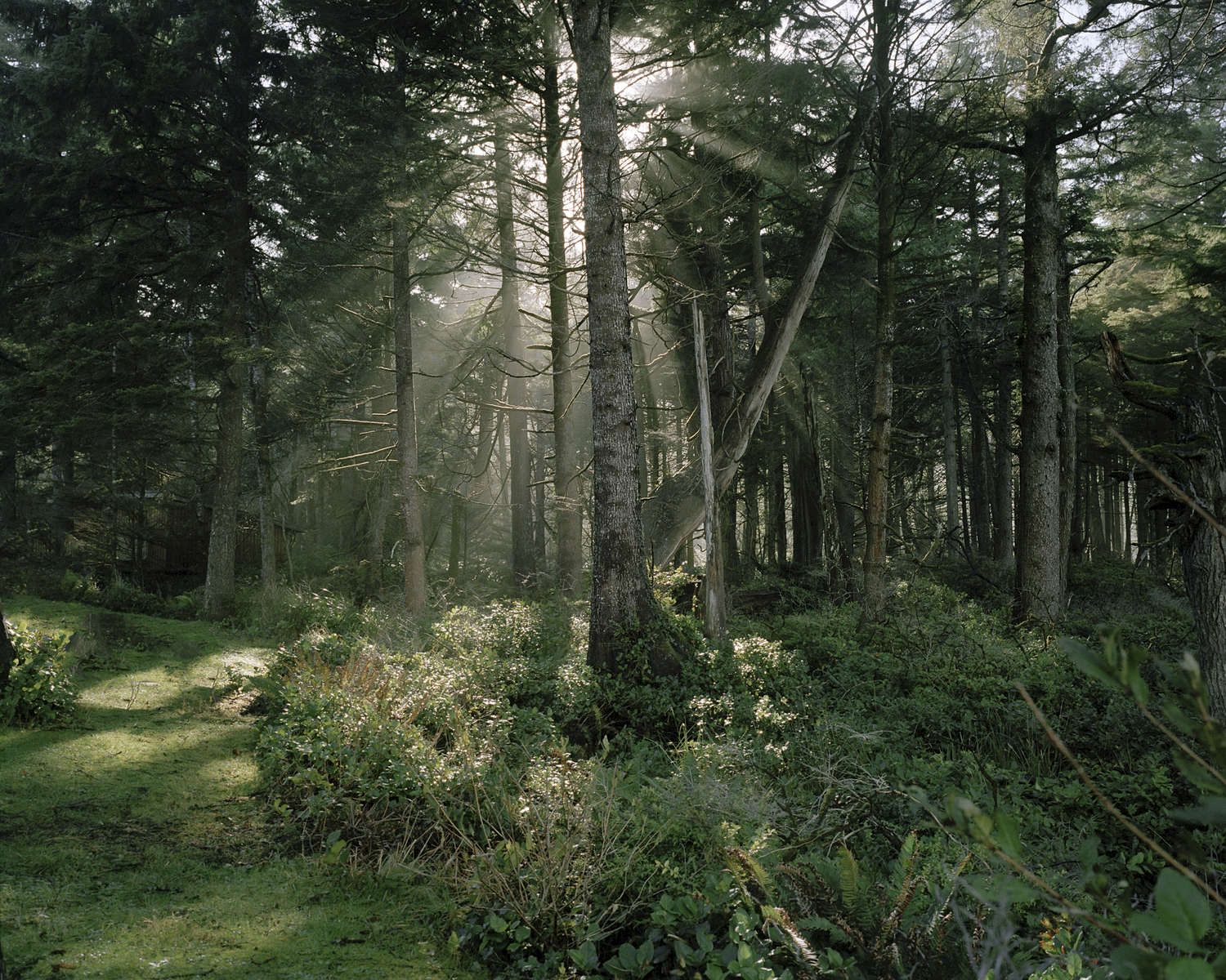 Sylvania by Anna Beeke