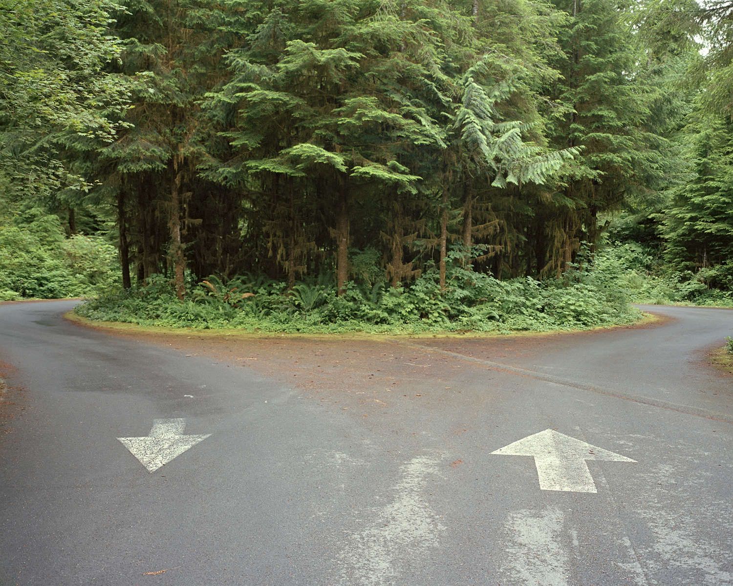 Sylvania by Anna Beeke