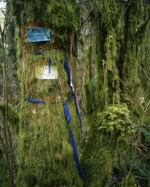 Sylvania by Anna Beeke