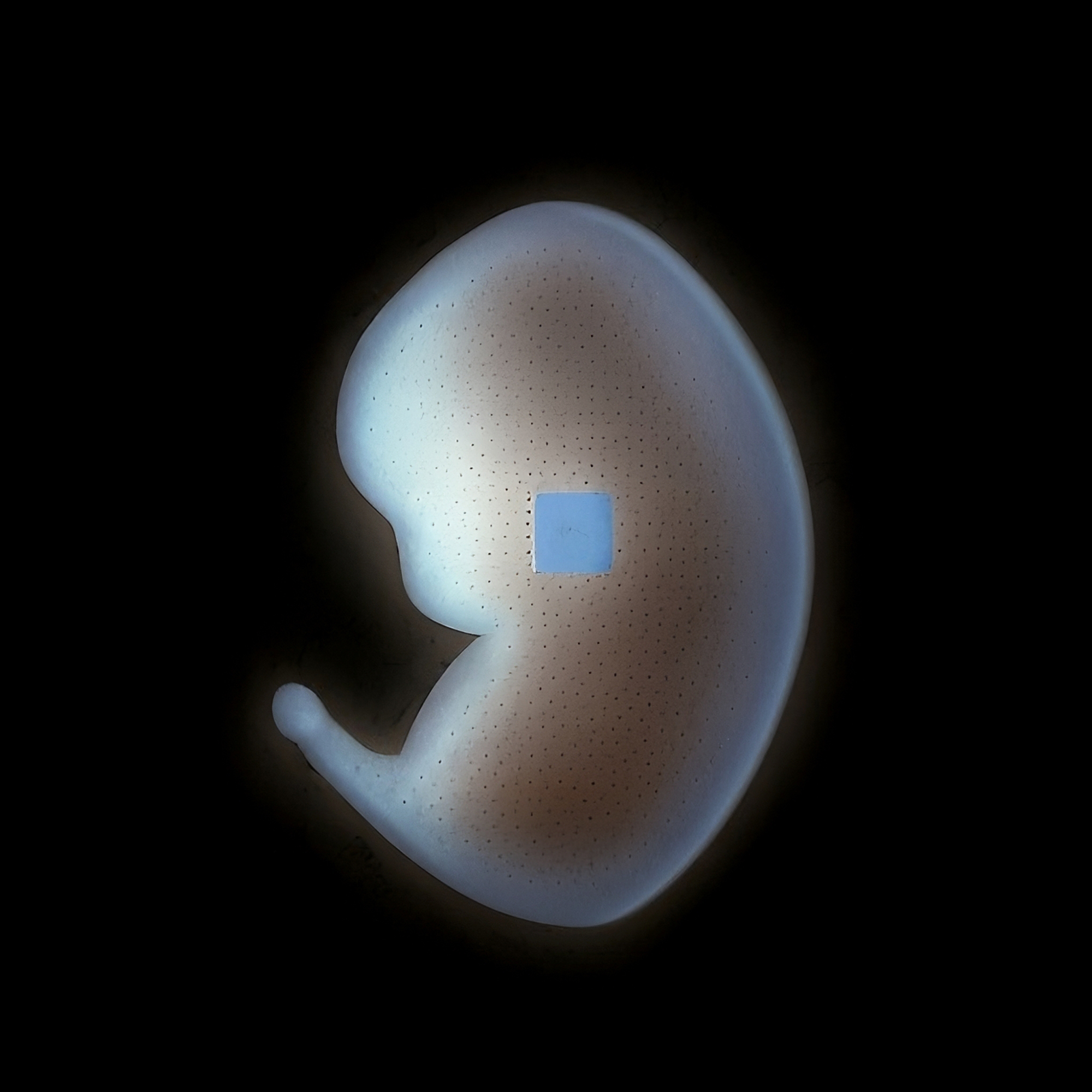 neo embryo:genesis by SYS™
