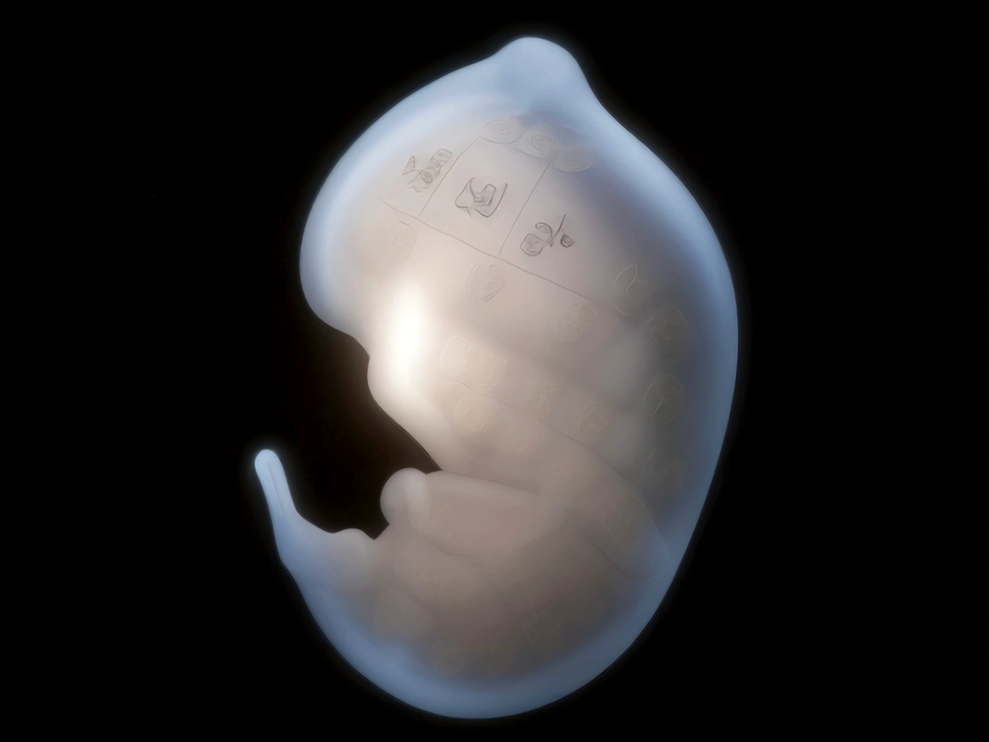 neo embryo:genesis by SYS™