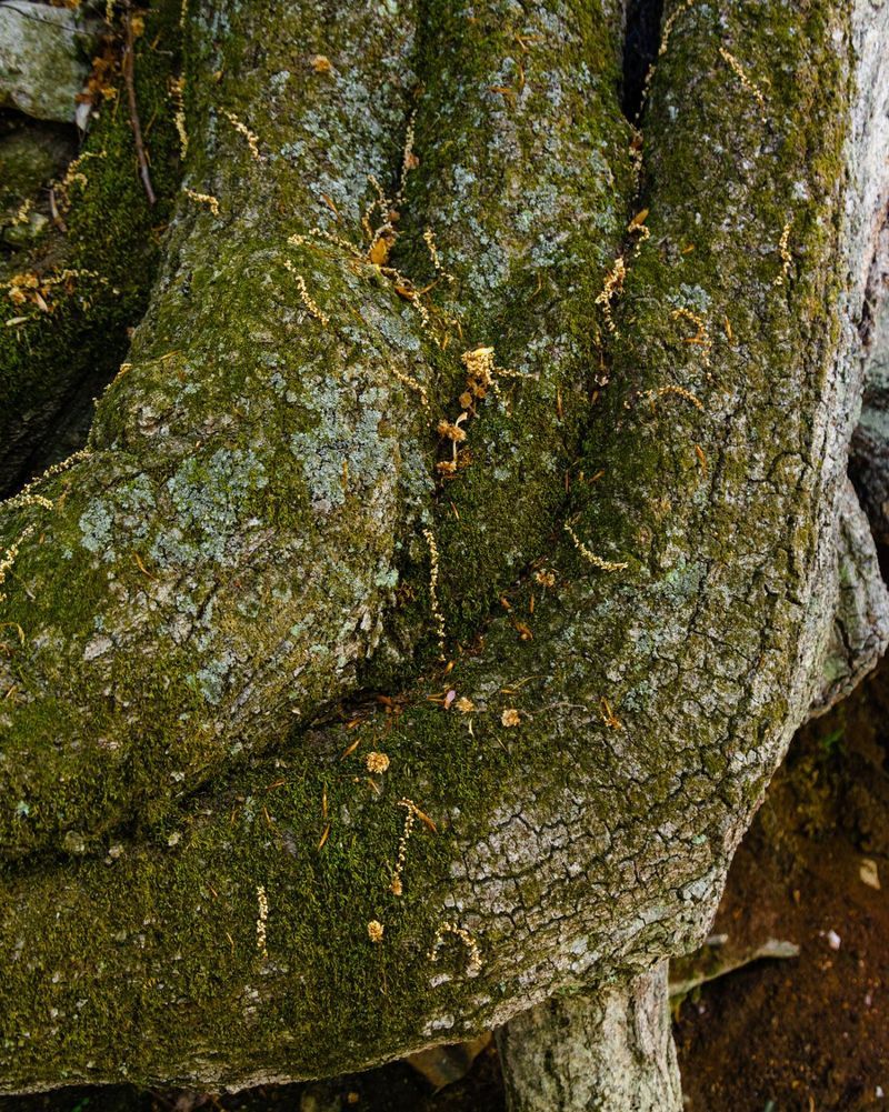 Selected 'Kanna' works by Studiovoll