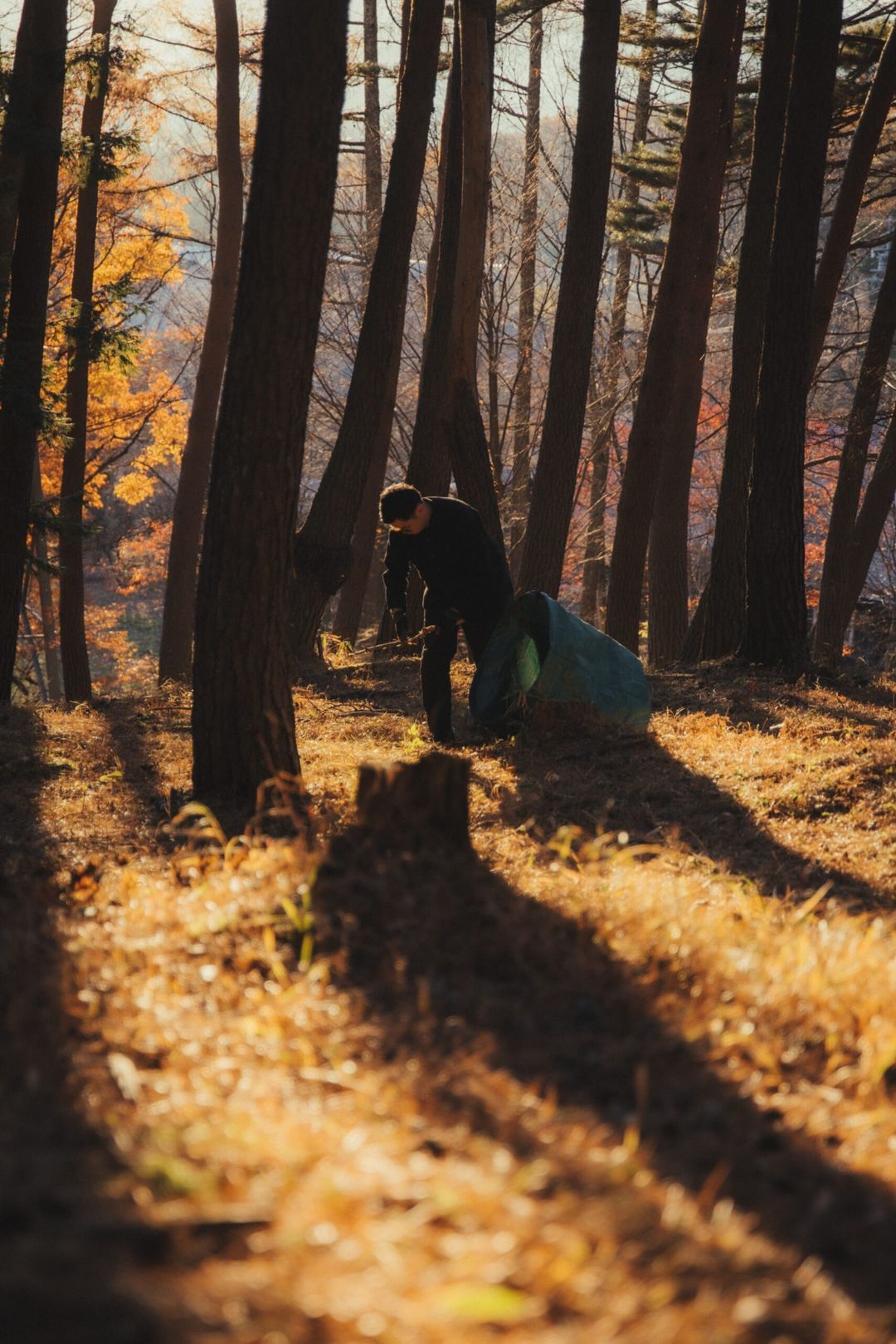 ForestBank™️ by Yuma Kano