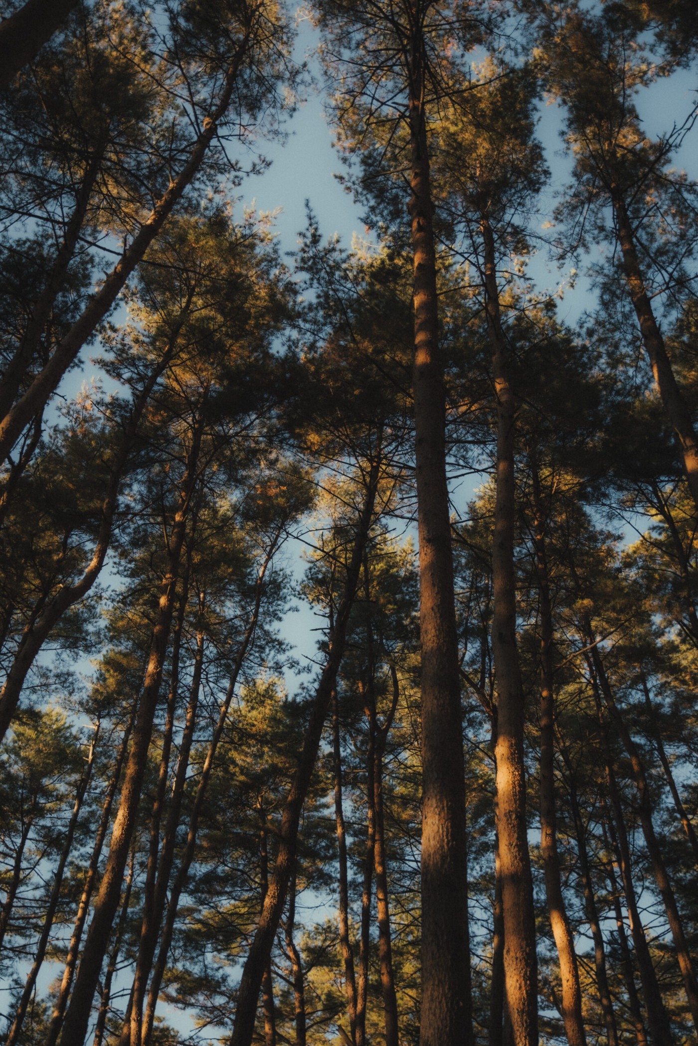 ForestBank™️ by Yuma Kano