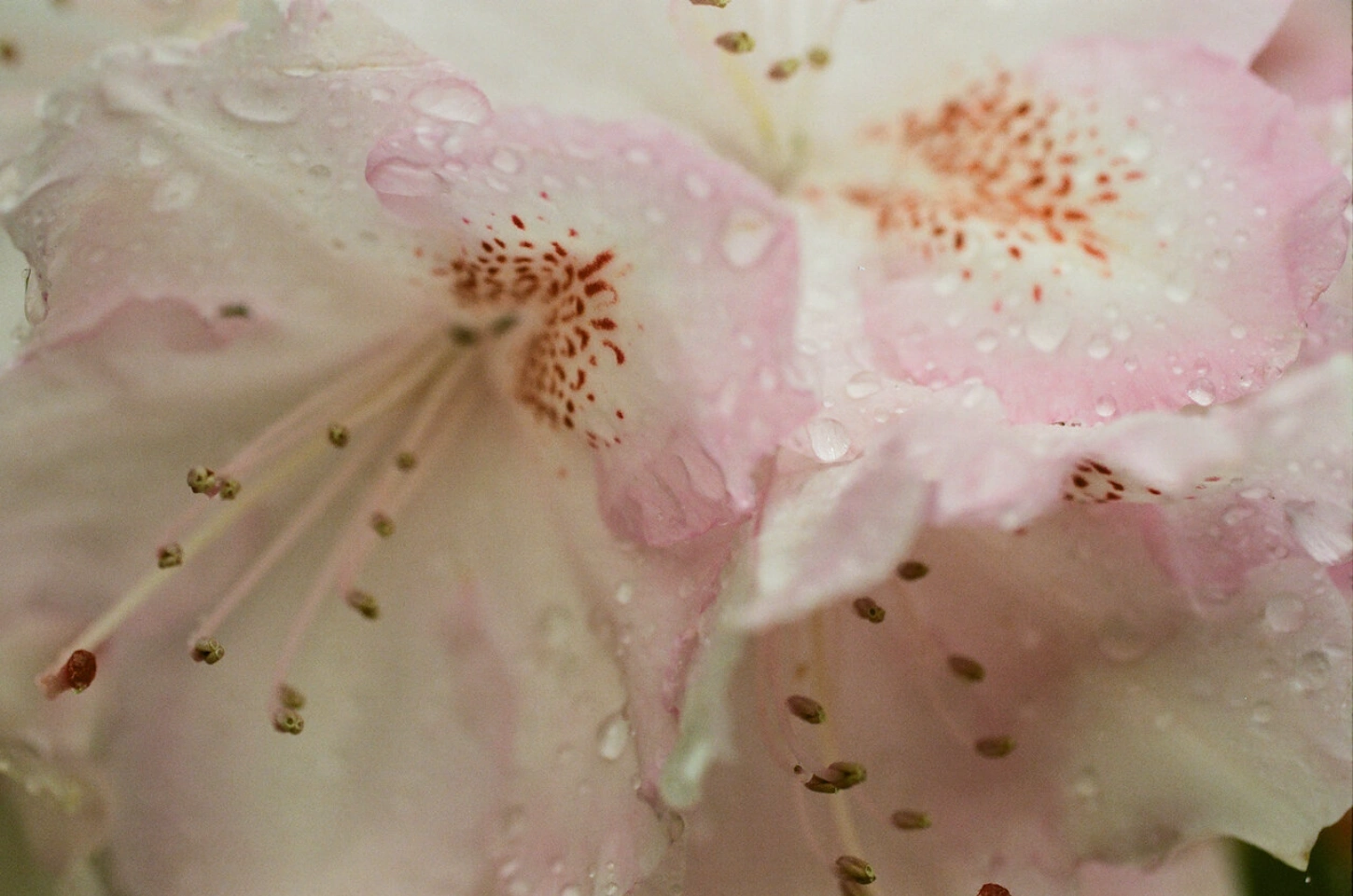 Selected works by Lina Scheynius