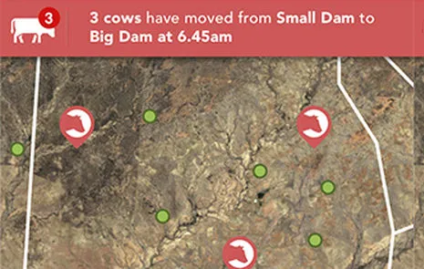 GPS Ear Tags for Cattle