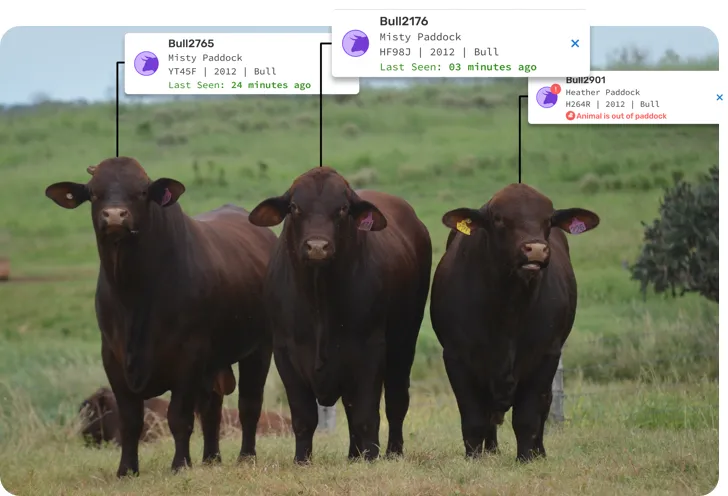 GPS ear tags for cattle tracking | mOOvement