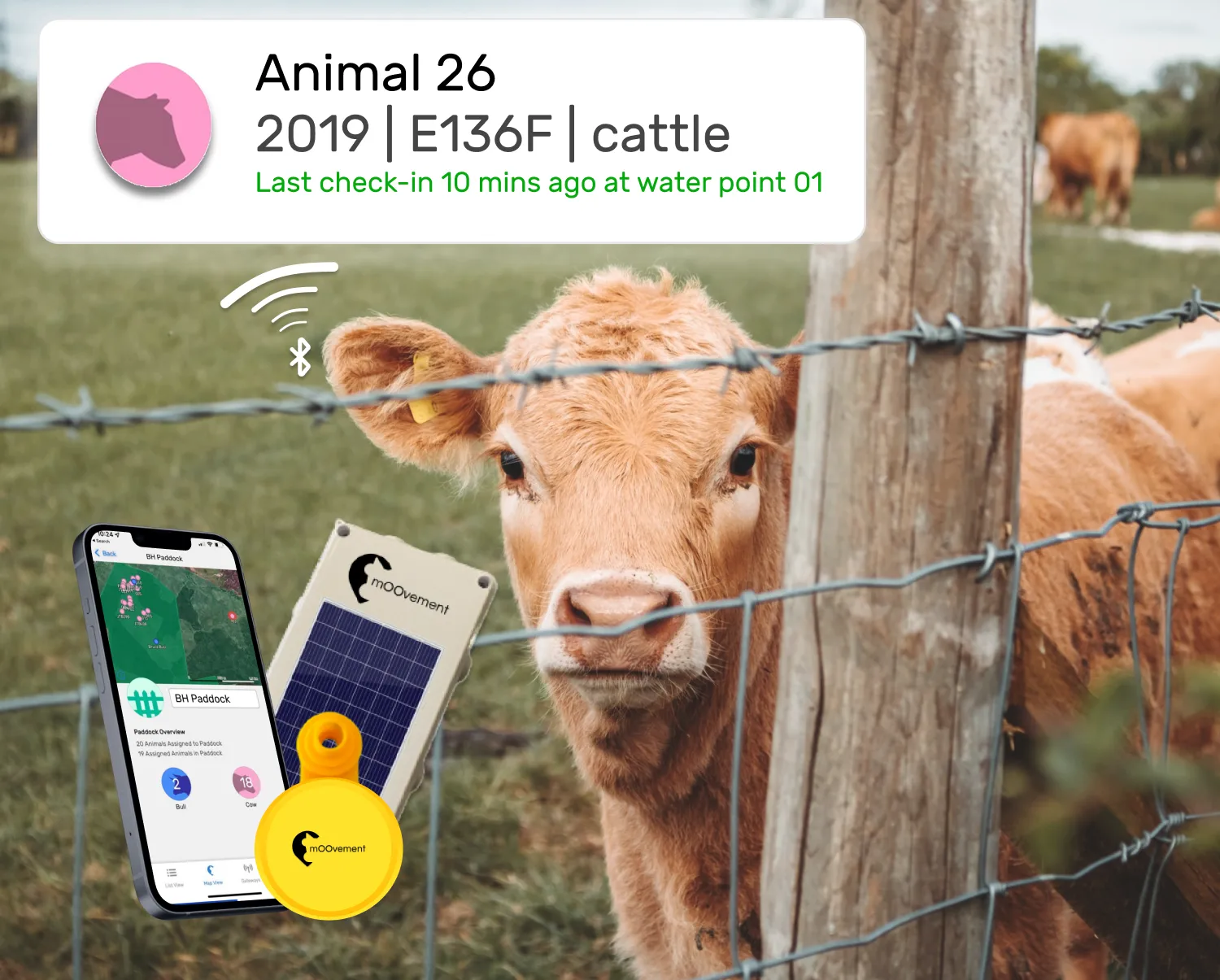 GPS Ear Tags for Cattle